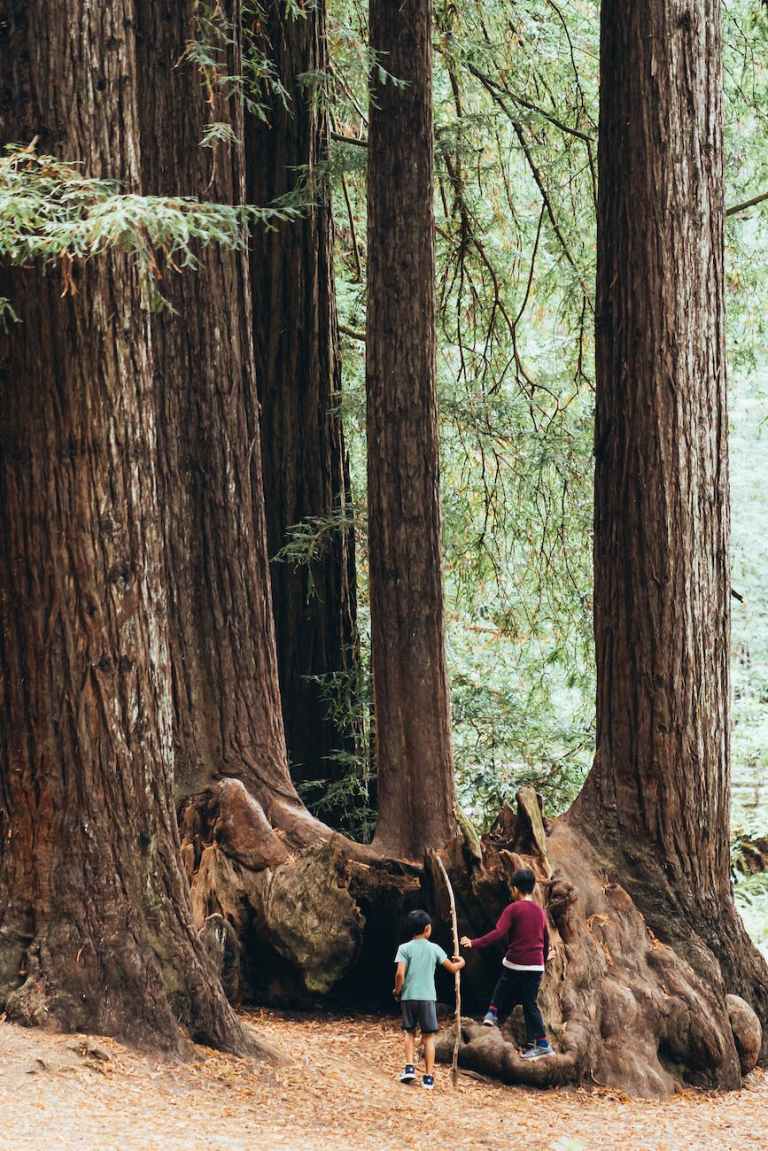 Building a Sequoia Root System – Matthew M. Johnson